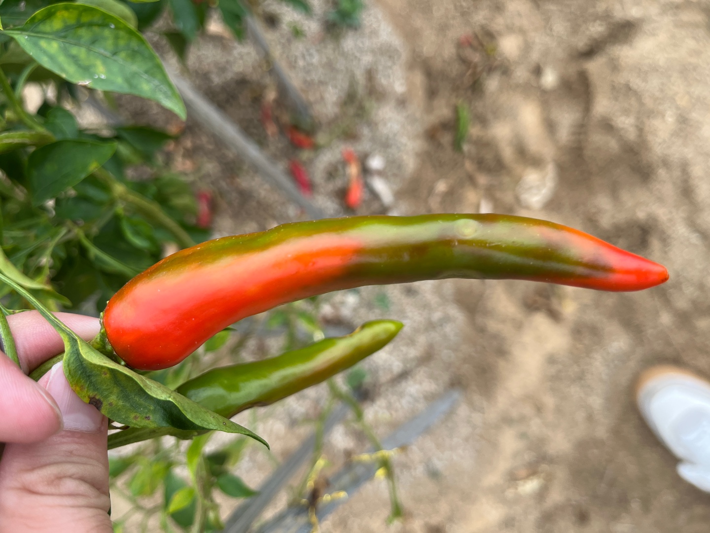 How to Use the classification of pepper Classification API