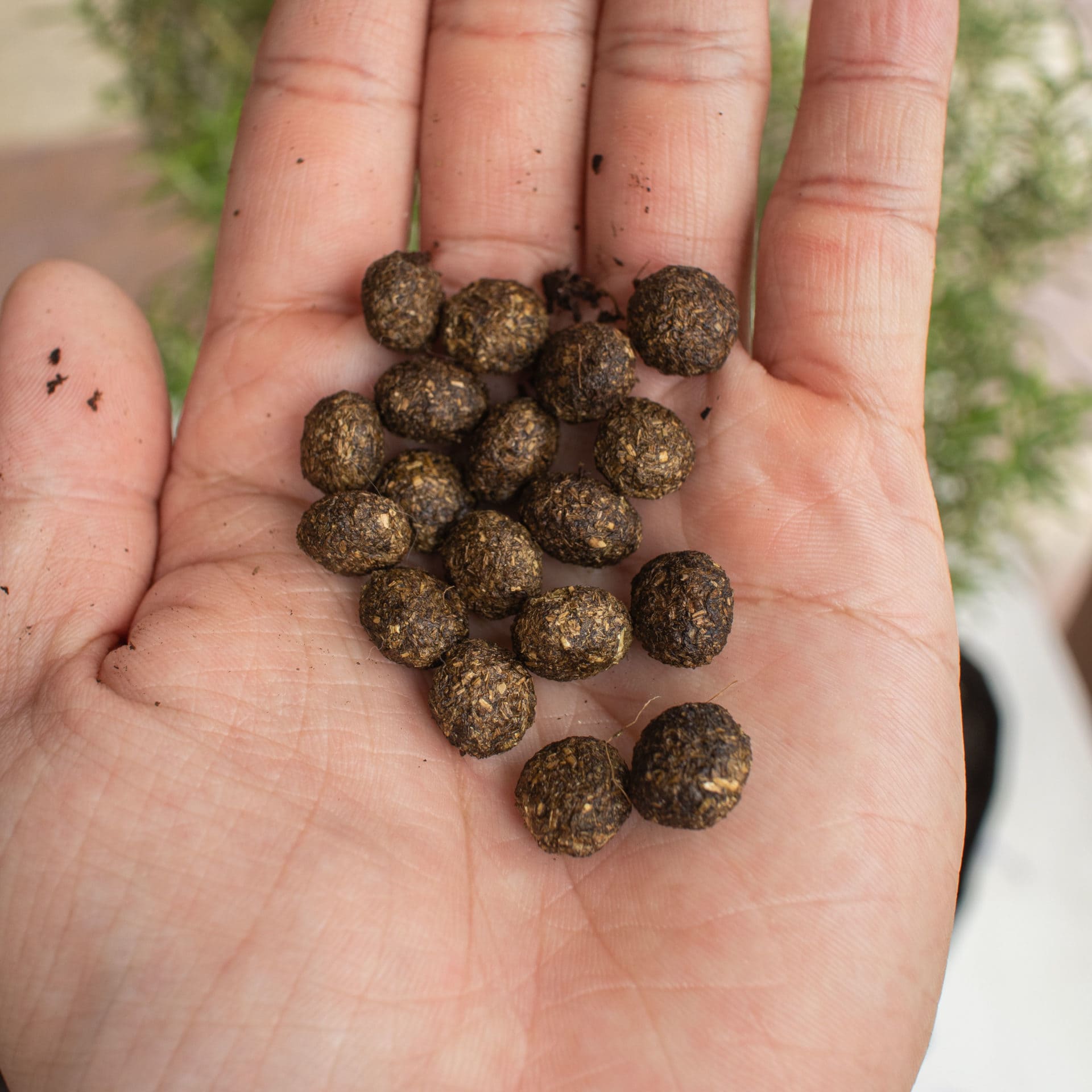 rabbit feces Computer Vision Dataset by Miji Place