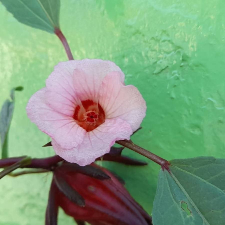 hibiscus Object Detection Dataset by HibiID