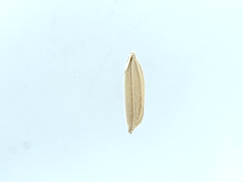 rice Classification Dataset and Pre-Trained Model by KMITL