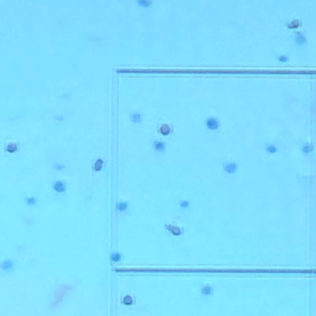 raw247 Object Detection Dataset by MyWorkspace