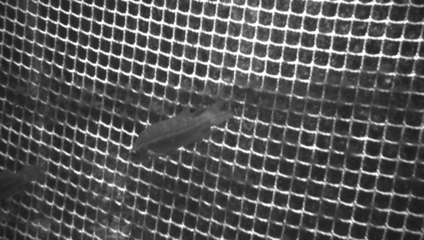 hole-detection Object Detection Dataset by Fishnet Detection