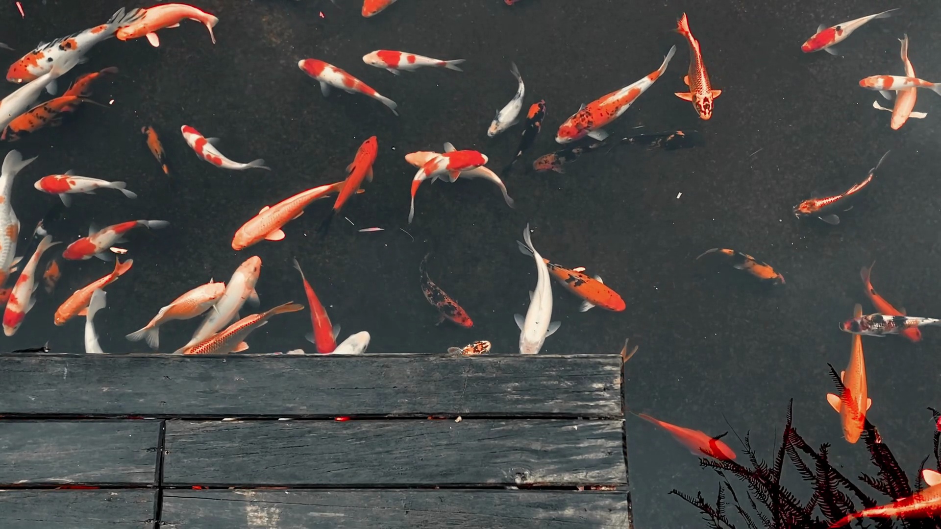 koi-fish Instance Segmentation Model by Model Examples