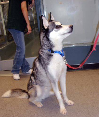 segmented-animals-basic Instance Segmentation Model by Model Examples