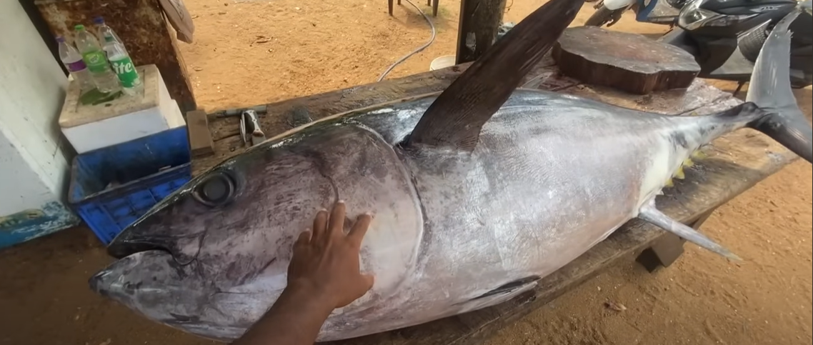 Fish Quality Grading Dataset and Pre-Trained Model by unig03