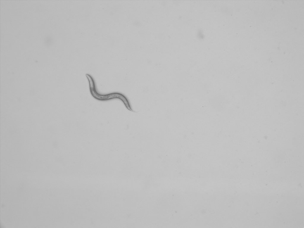 worm_size_v1 Instance Segmentation Dataset and Pre-Trained Model by HoYon