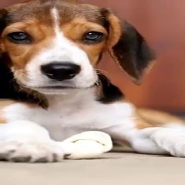 demo1 Object Detection Model by project-s8p3l