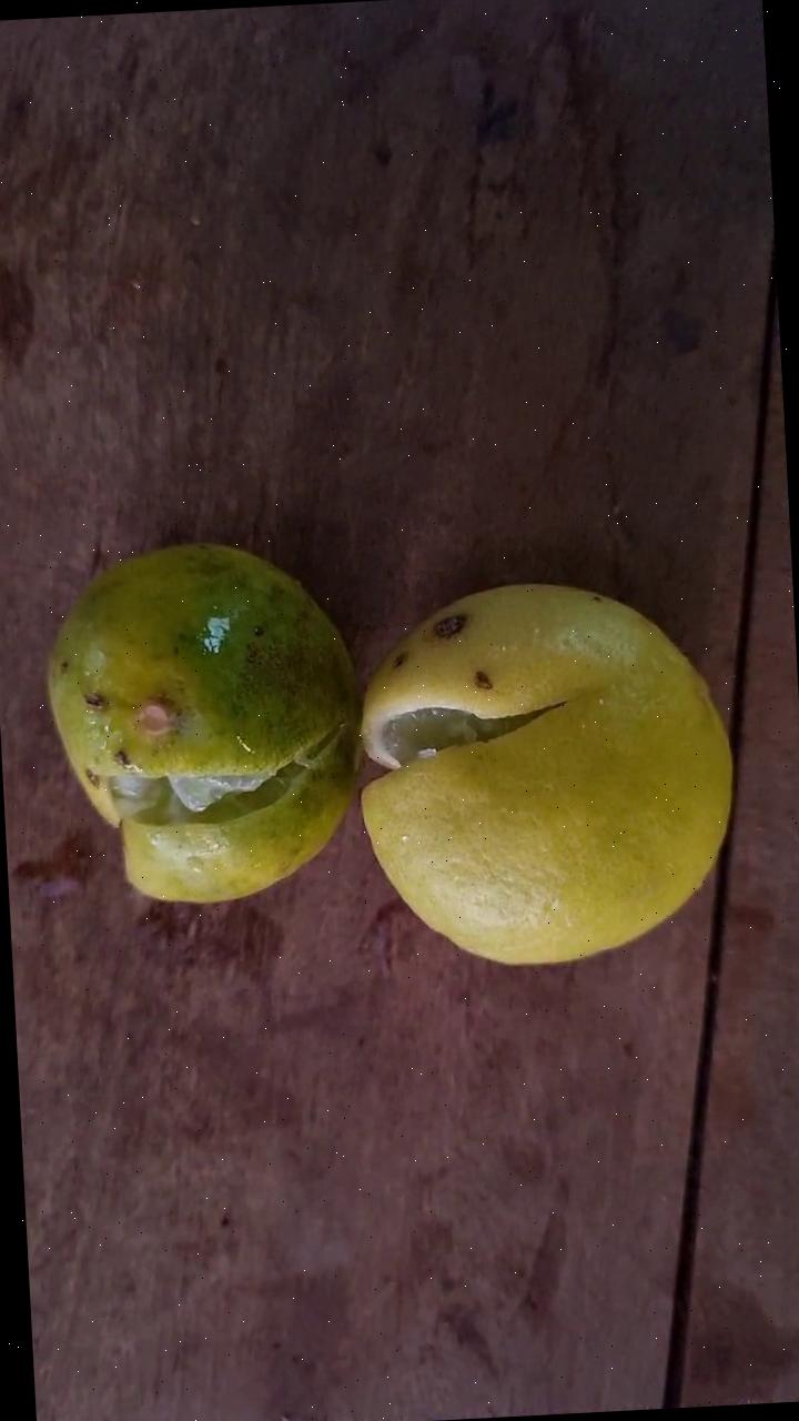 Lemon Defect Classification Instance Segmentation Dataset By Fruitclassi