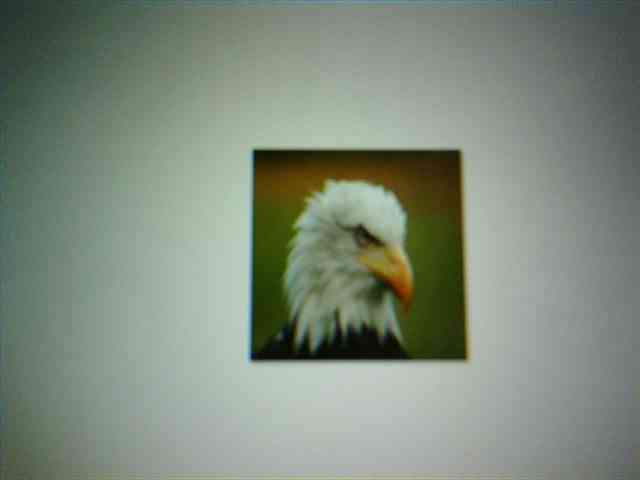 Bald Eagle Object Detection Dataset by vincent wong