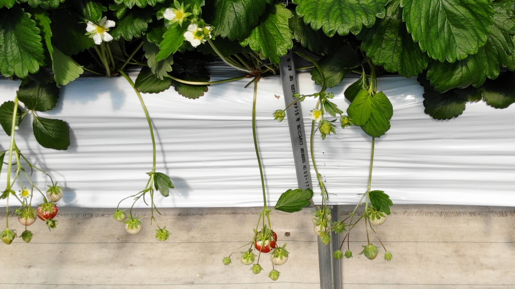 Top Ripe Datasets and Models | Roboflow Universe