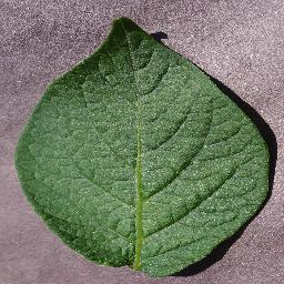 potato Object Detection Dataset and Pre-Trained Model by YOLO