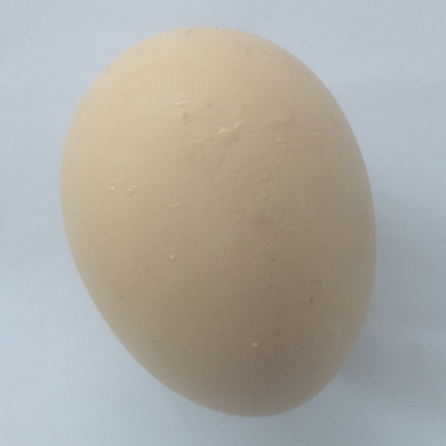 Deteksi Telur + Satuan Object Detection Dataset by Grading eggs based on the shell