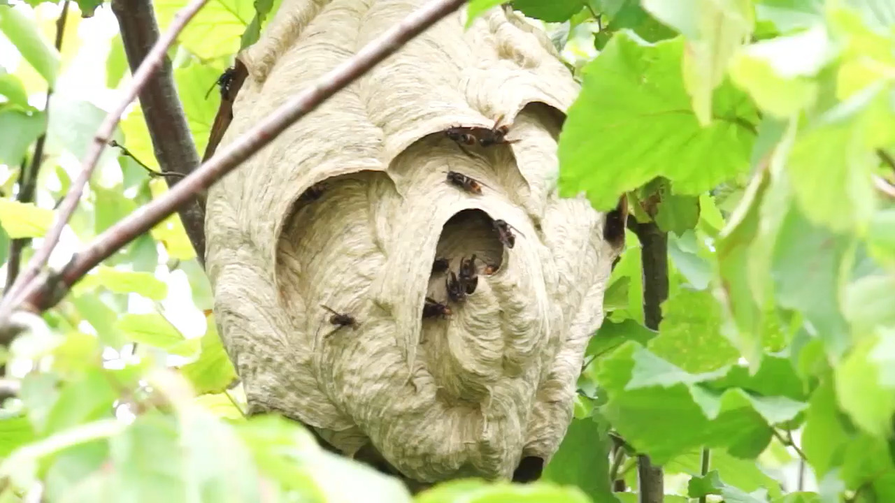 NewAugementedDataset Object Detection Dataset and Pre-Trained Model by hornet behavior