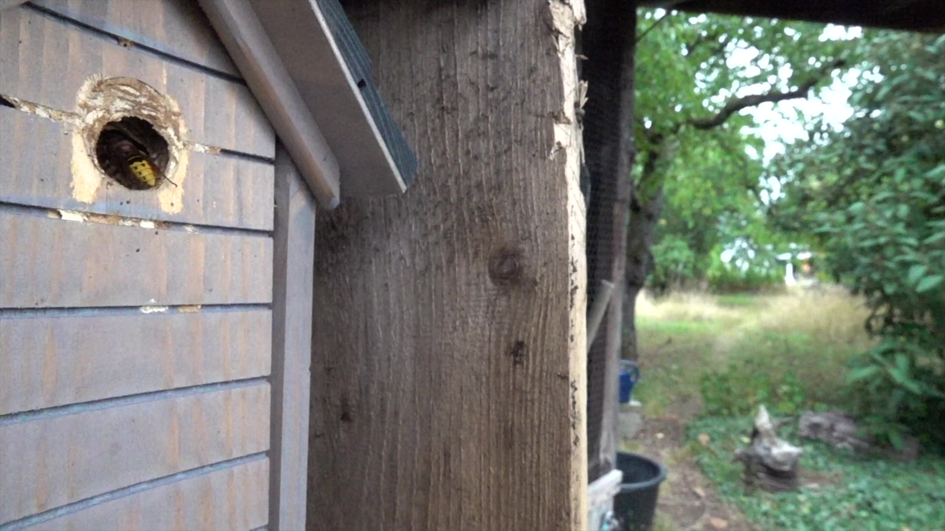 [Original]Vespa crabro and Vespa Velutina Object Detection Dataset and Pre-Trained Model by ...