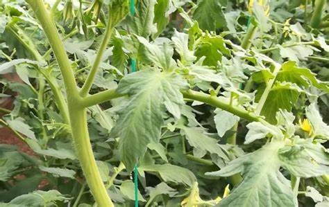 stem Mark Instance Segmentation Dataset and Pre-Trained Model by school