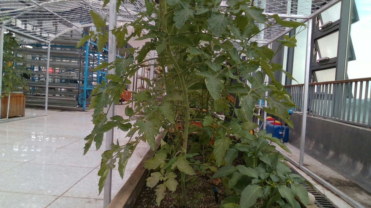 stem Mark Instance Segmentation Model by school