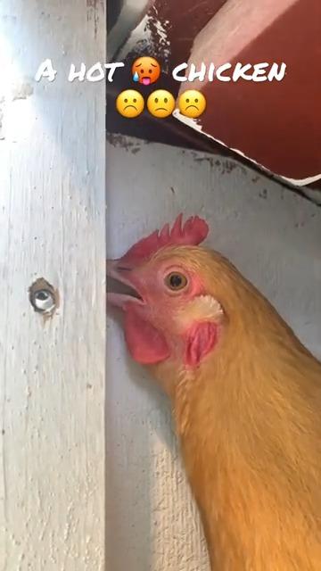 Chicken Object Detection Dataset and Pre-Trained Model by Chicken Monitoring System