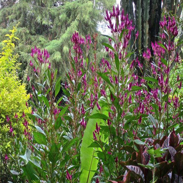 Plant Detection Yolov10 Object Detection Dataset By Kelvin Amiram