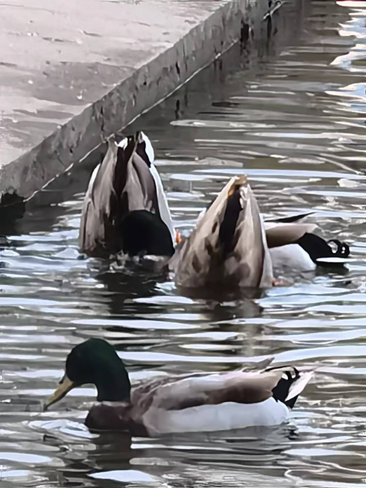 Duck Object Detection Model By Yolov8obj