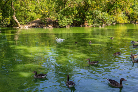 duck&swan Object Detection Dataset and Pre-Trained Model by yolov8obj