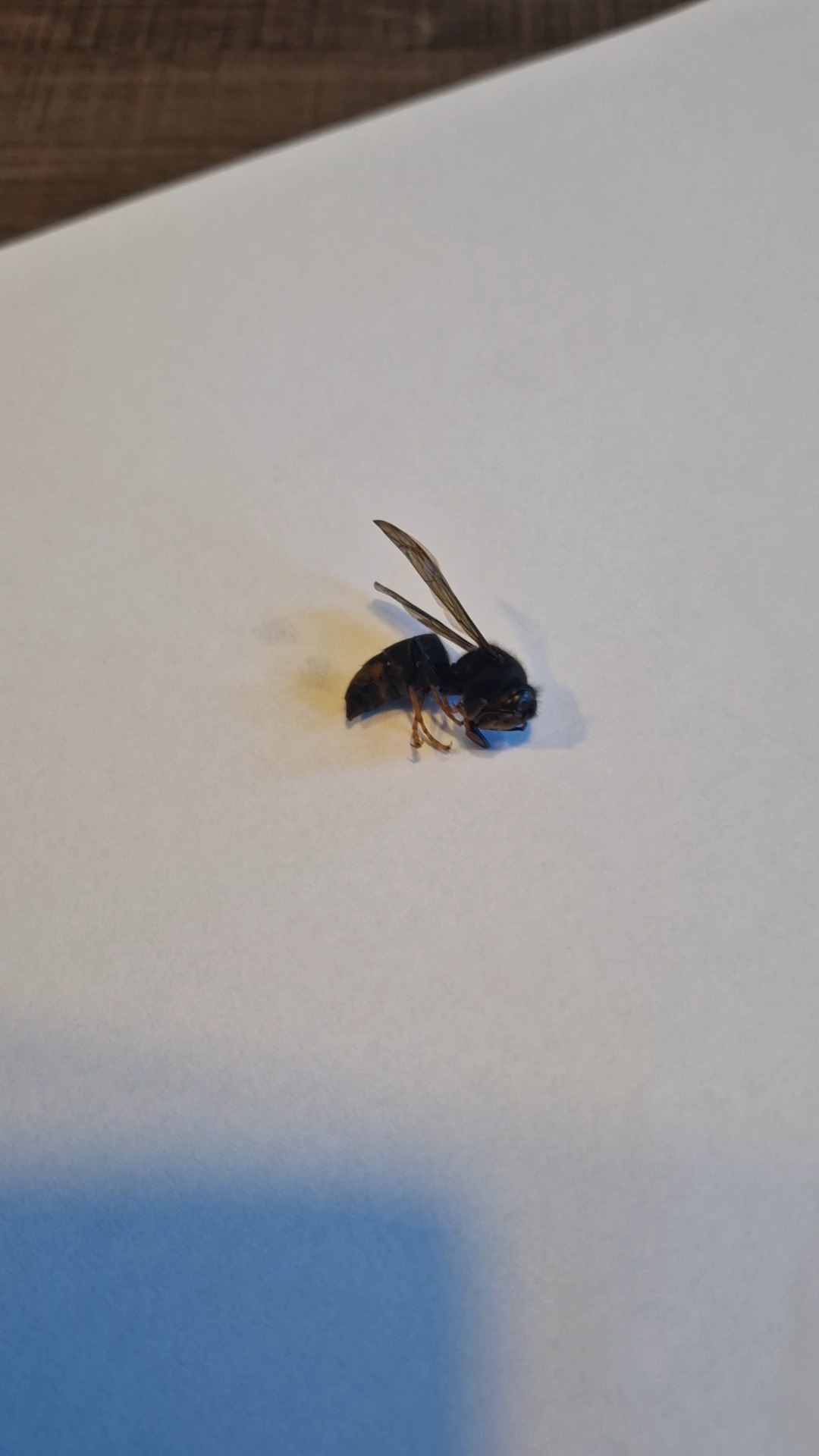 asian-hornet Object Detection Dataset by AsianHornet1