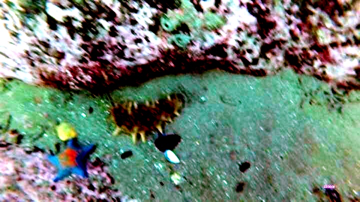 Underwater Image Enhancement Object Detection Dataset And Pre Trained