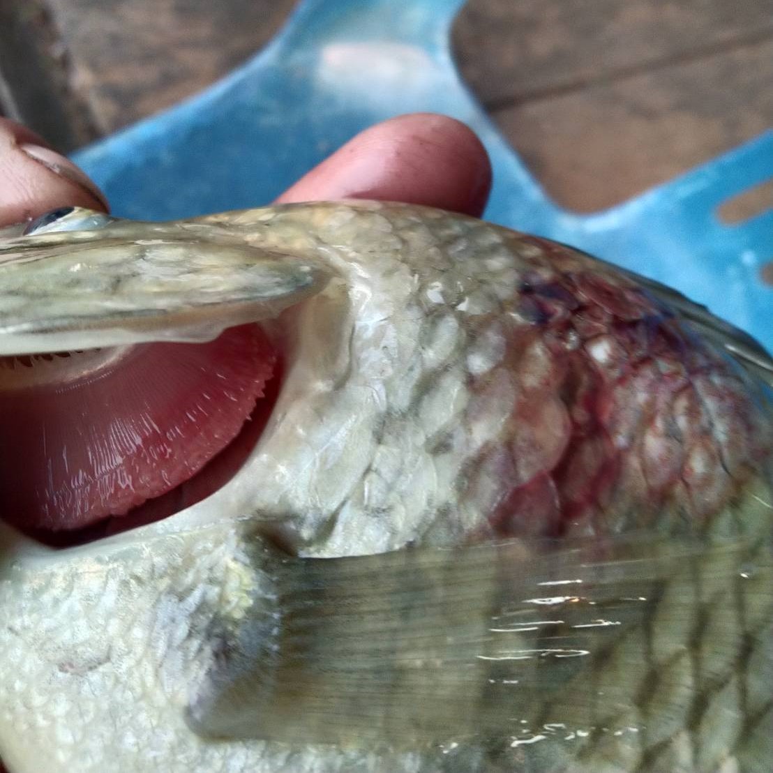 Fishcare Object Detection Model by Capstone