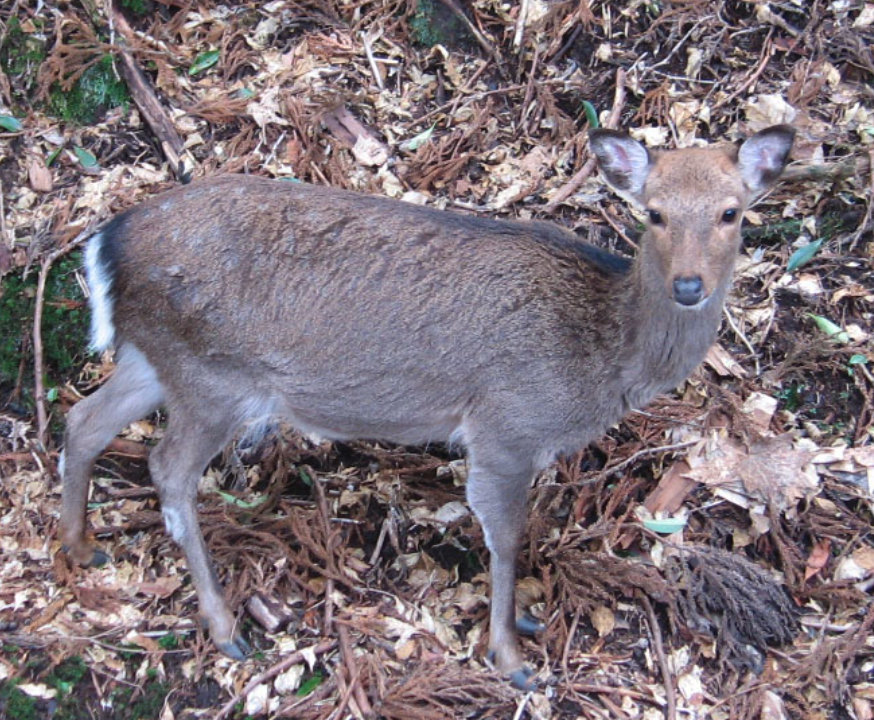 namuamidabutudayo Object Detection Dataset by mouse deer