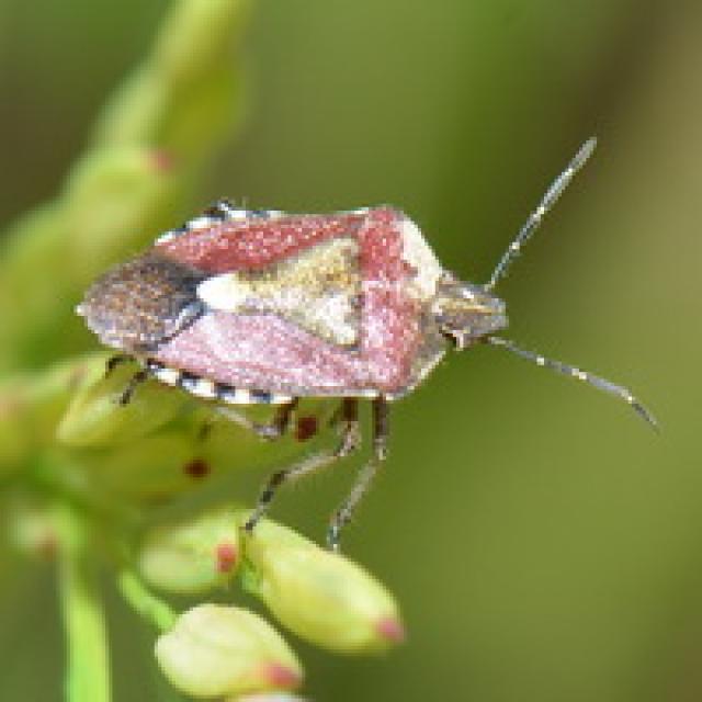 Insect Trap Sanslab Object Detection Dataset By Insect Smart Trap Sanslab