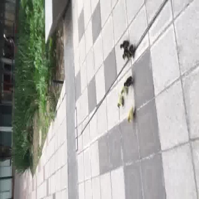 Ducks Object Detection Model by Ducksproject