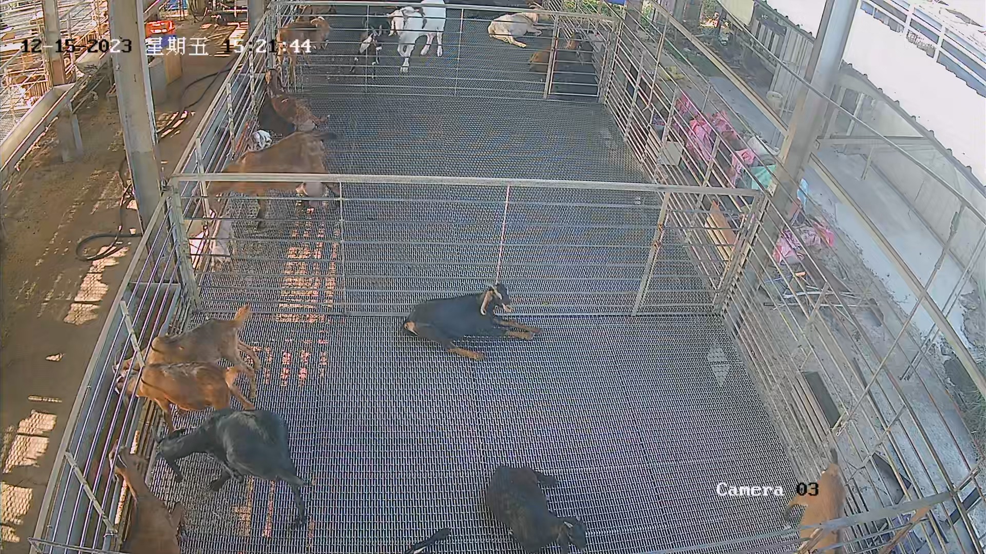 final Instance Segmentation Dataset by huangdaochan