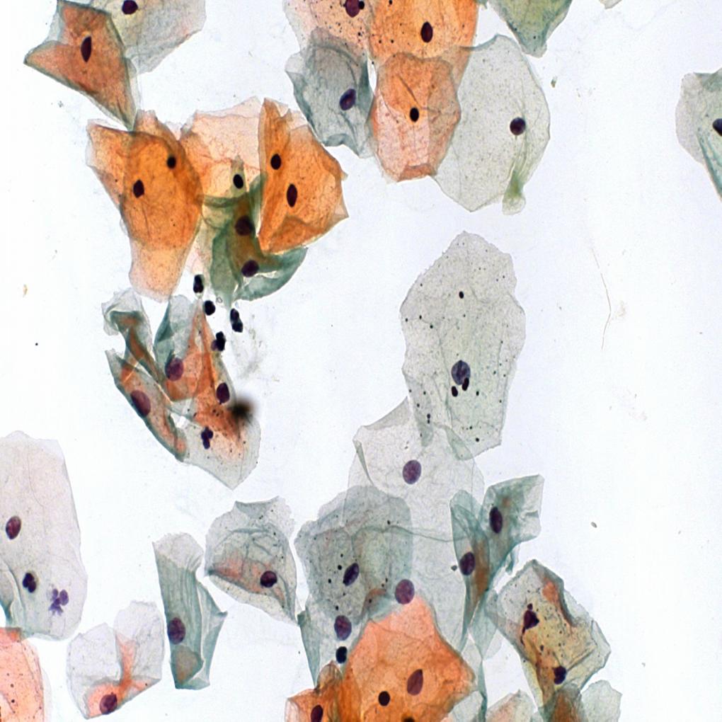 New data Object Detection Dataset and Pre-Trained Model by Lab 03 AI Center