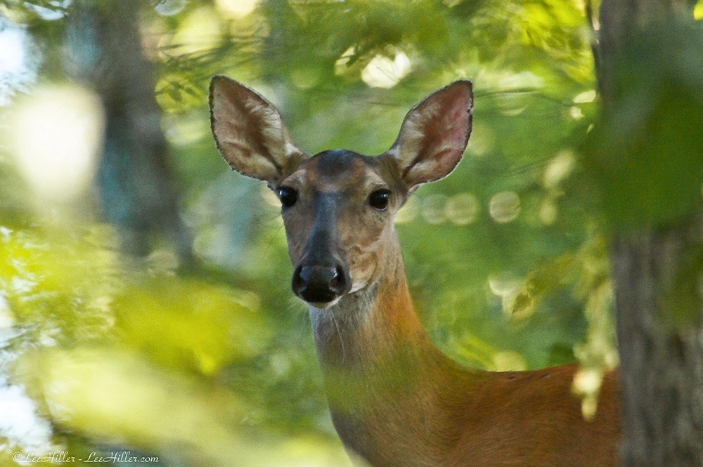 Drone Based Deer Detection Object Detection Dataset And Pre Trained