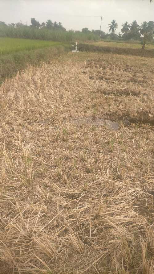 paddy Classification Dataset by Farmwise AI