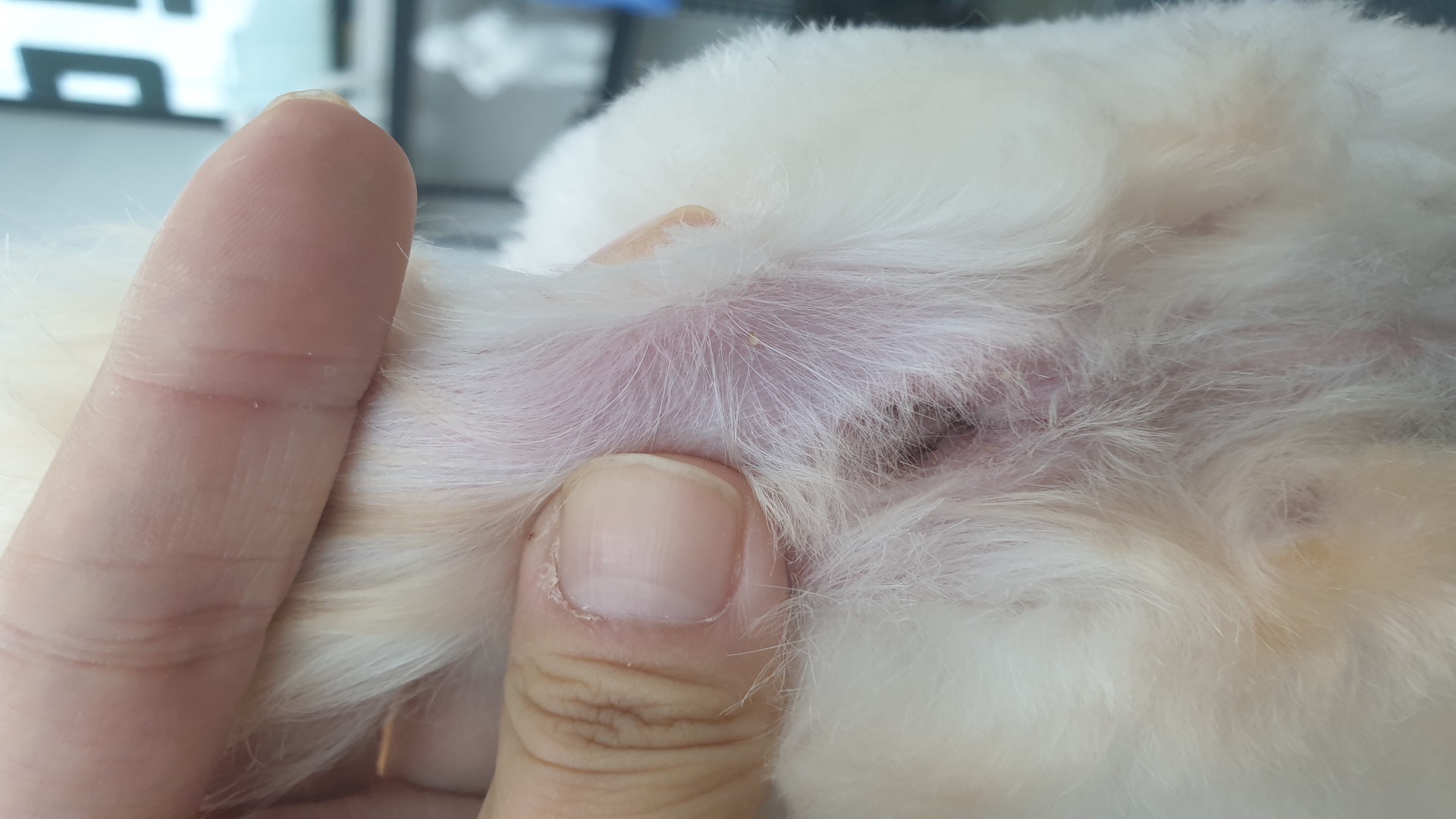 Capstone A3 Instance Segmentation Dataset And Pre Trained Model By Kyb