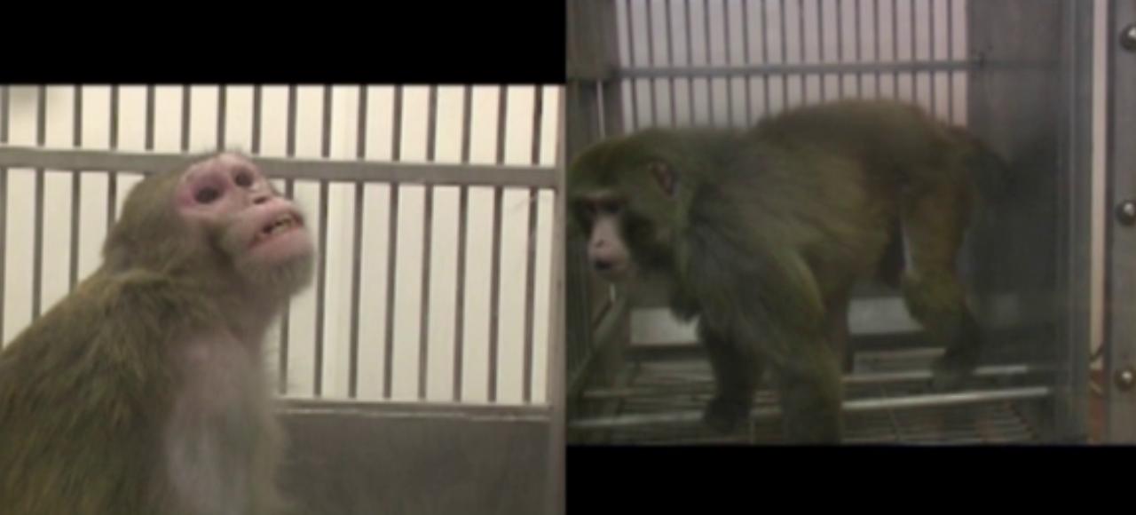 Monkey_detection11 Object Detection Dataset by Animalrepellent