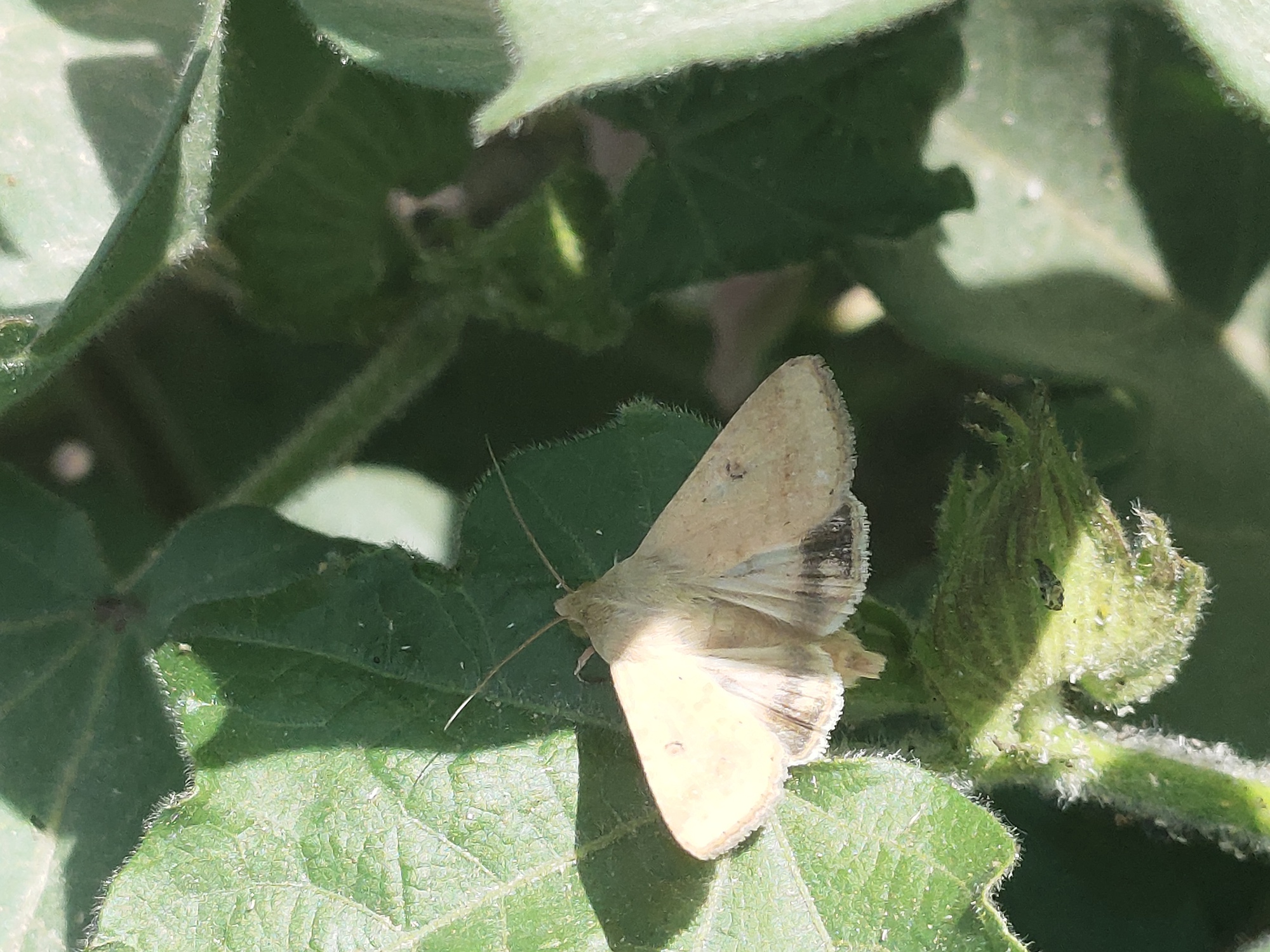 Demo 2detection Object Detection Dataset By Yolov11test