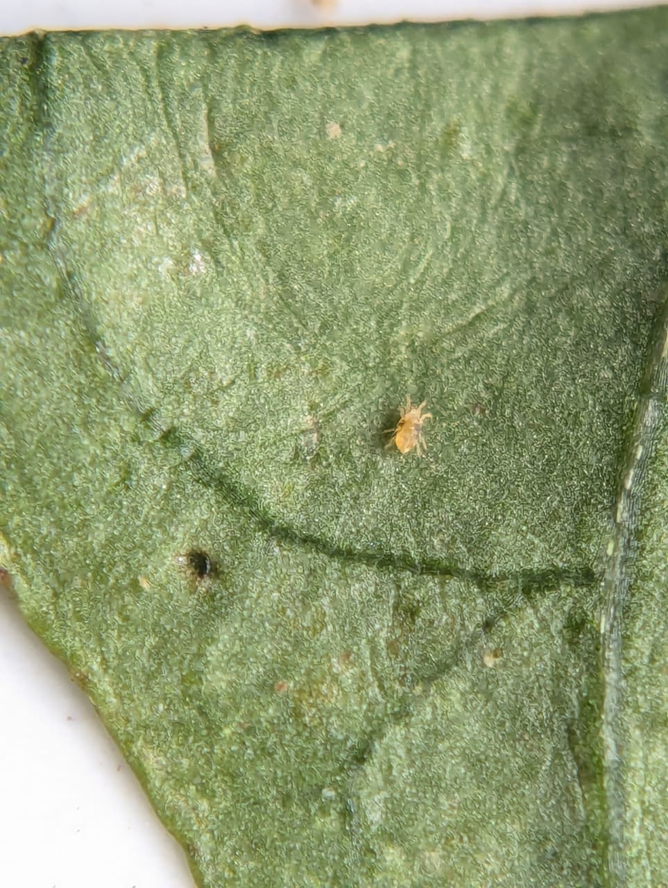 Spider Mites Object Detection Model by spidermites