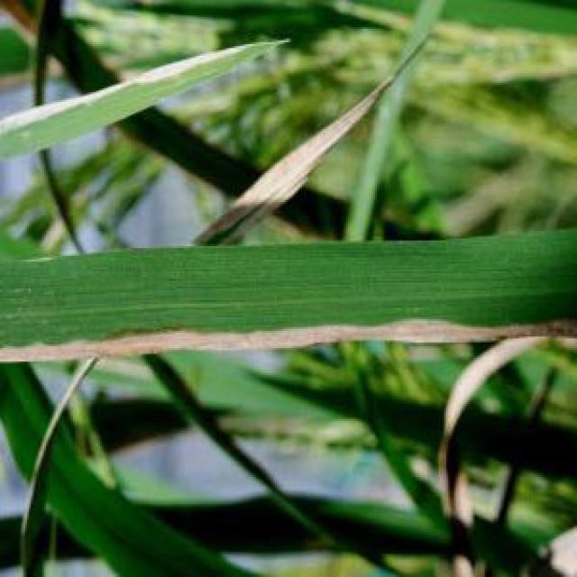 How to Use the Rice Disease Segmentation Instance Segmentation API