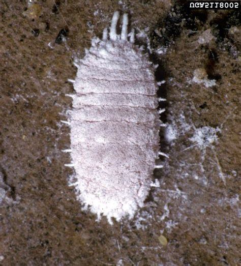 Pest Vision Next Instance Segmentation Dataset by Pest Vision