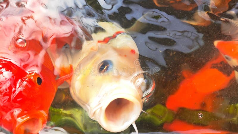 gambar - Roboflow Universe