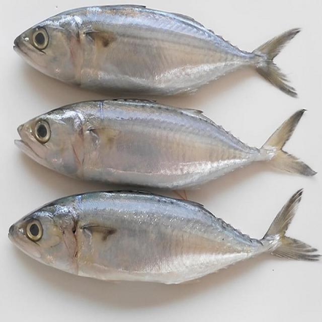 fresh_notfresh_fish Object Detection Dataset by gambar