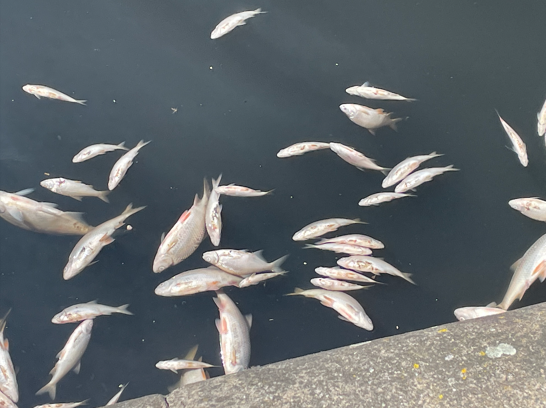 Floating Dead Fish Object Detection Dataset and Pre-Trained Model by school