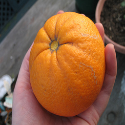 Fruits Object Detection Model by school