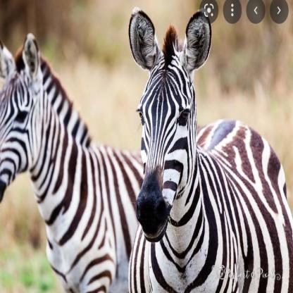 Animal detection Object Detection Model by Predictive Maintenance