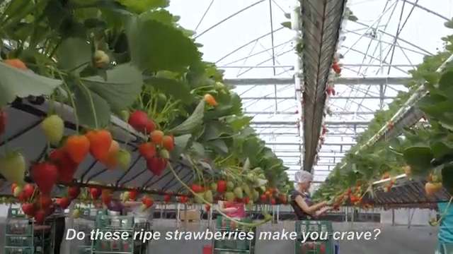 Strawberries Pedro Semantic Segmentation Dataset And Pre Trained Model