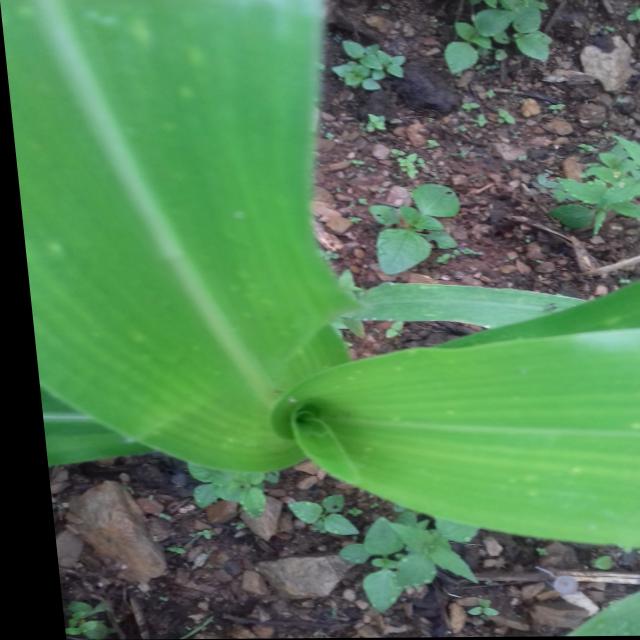 Maize_2 Instance Segmentation Dataset by Chanedata