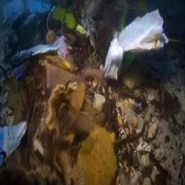 Underwater Mehedi Object Detection Model by Fuad