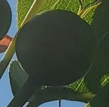 pear_seg2 Instance Segmentation Dataset and Pre-Trained Model by 2023