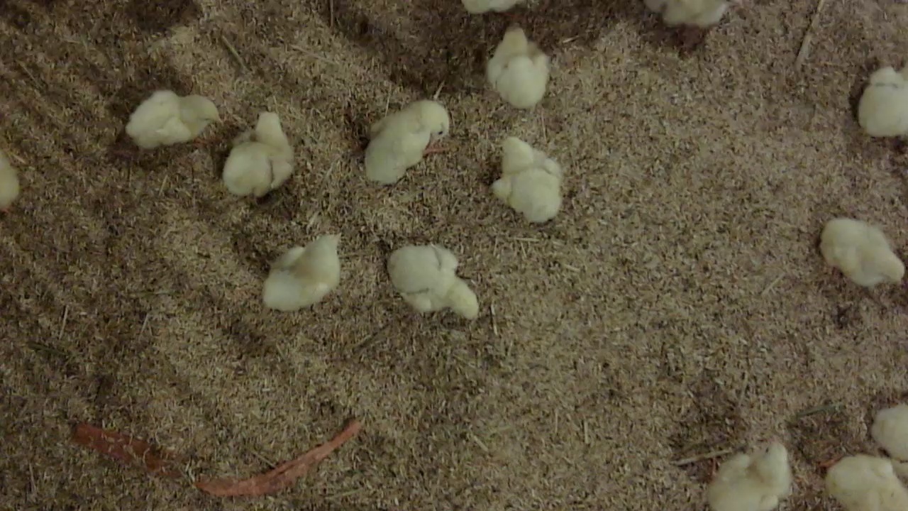 Chicken Detection Object Detection Dataset And Pre Trained Model By